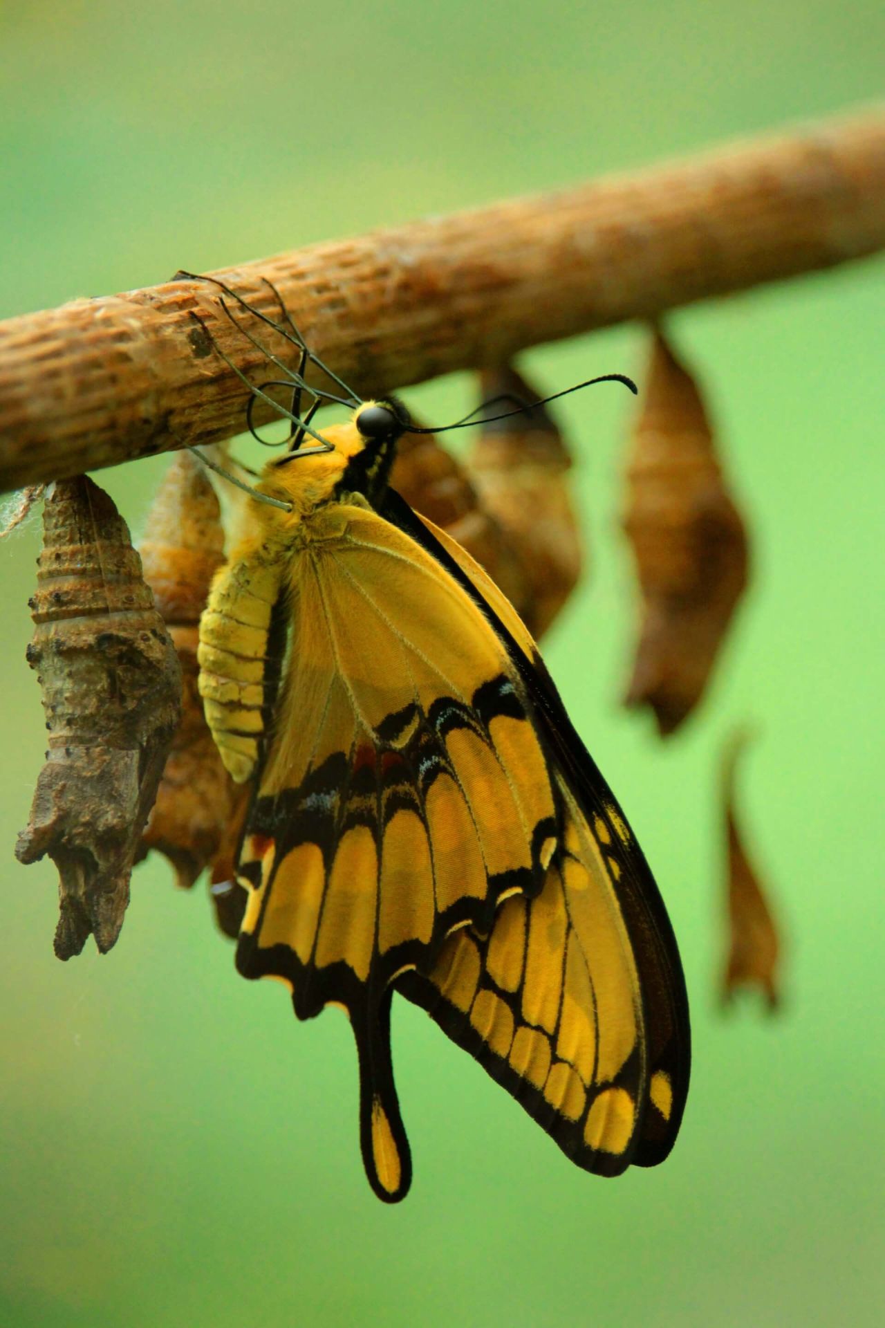 The Metamorphosis of Humans | Mevisto Blog